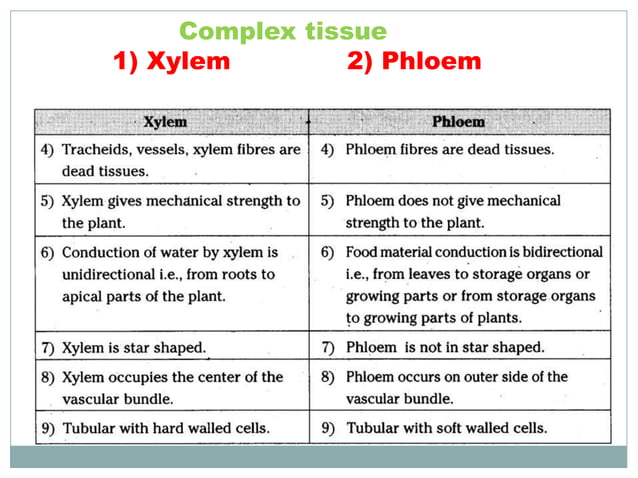 Tissue class 9 | PPTX