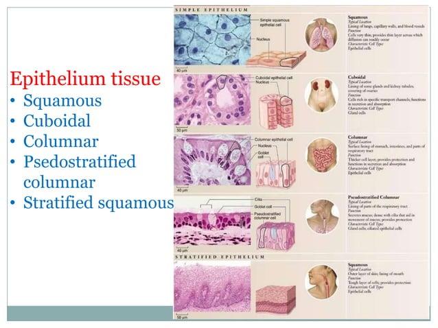 Tissue class 9 | PPTX