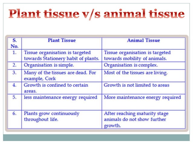 Tissue Class 9 Pptx 0091