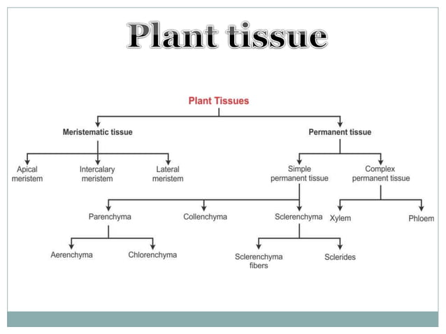 Tissue class 9 | PPTX