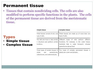 Tissue class 9 | PPTX