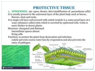 Tissue class 9 | PPTX