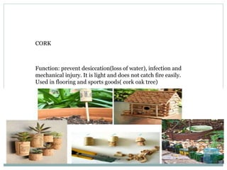 Tissue class 9 | PPTX
