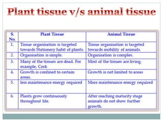 Tissue class 9 | PPT