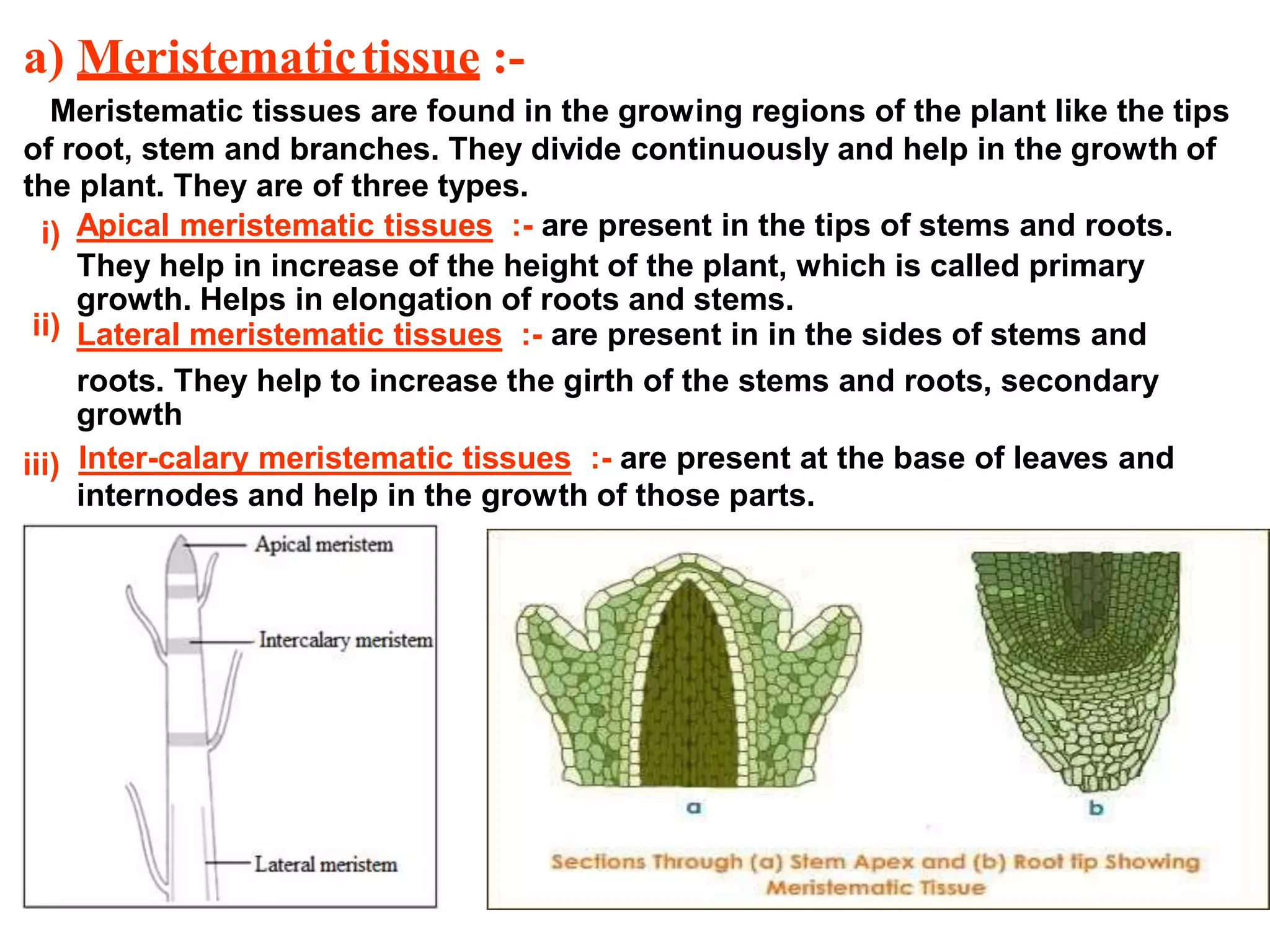 "Tissues" Chapter:-6 Class 9 | PPTX | Gardening | Home & Garden