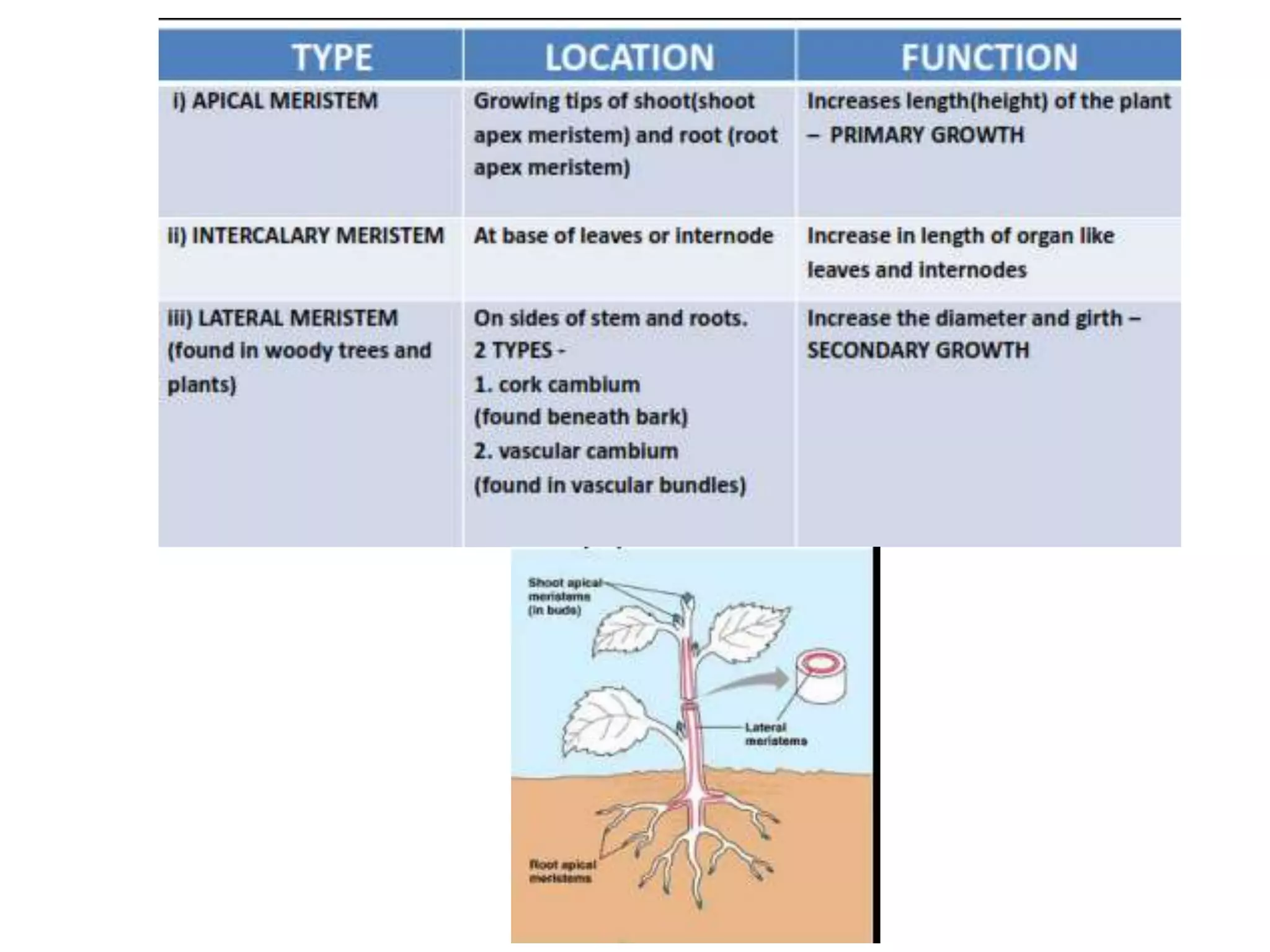 "Tissues" Chapter:-6 Class 9 | PPTX | Gardening | Home & Garden