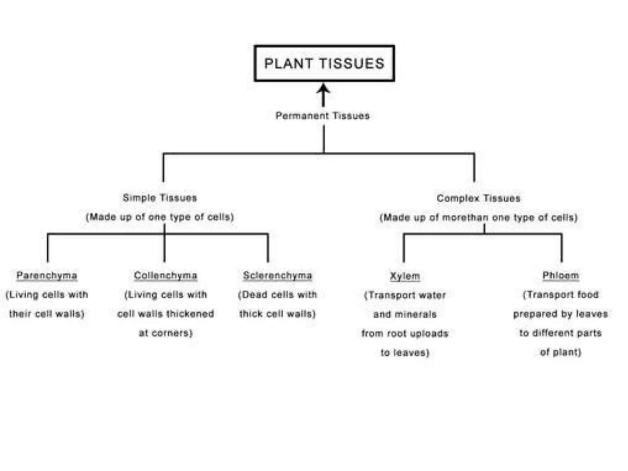 "Tissues" Chapter:-6 Class 9 | PPTX | Gardening | Home & Garden