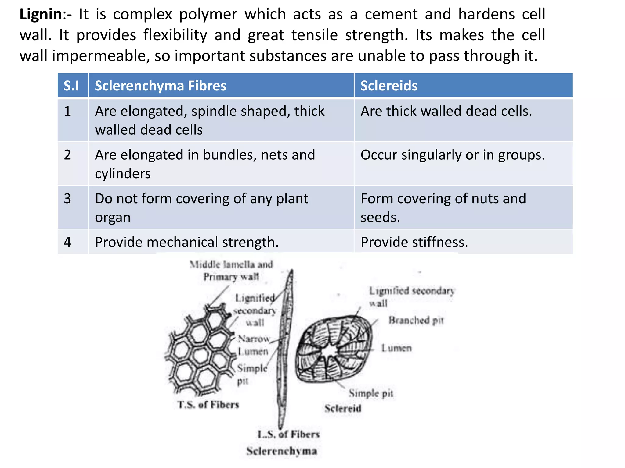 "Tissues" Chapter:-6 Class 9 | PPTX | Gardening | Home & Garden