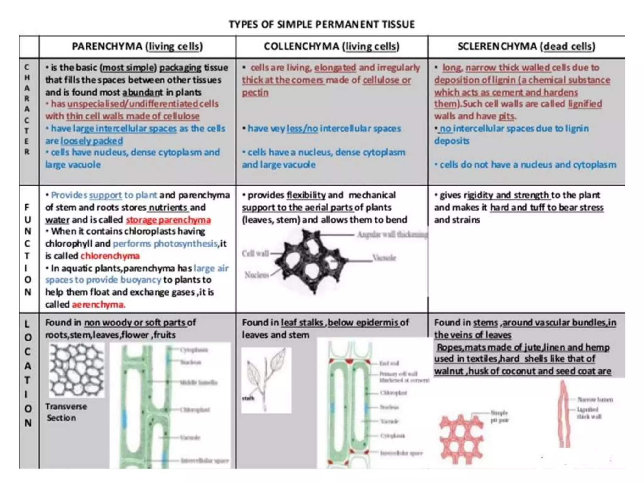 "Tissues" Chapter:-6 Class 9 | PPTX | Gardening | Home & Garden