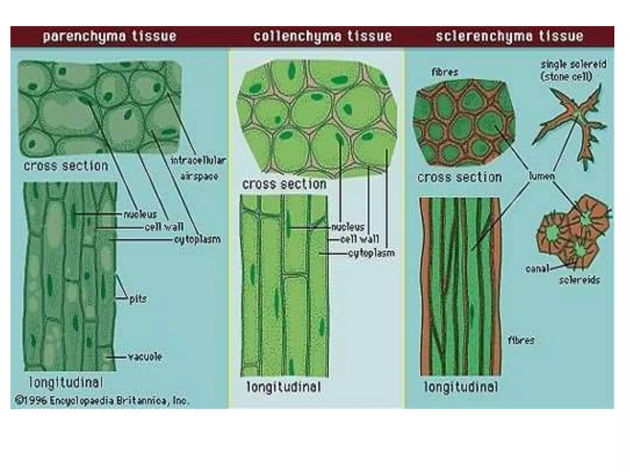 "Tissues" Chapter:-6 Class 9 | PPTX | Gardening | Home & Garden
