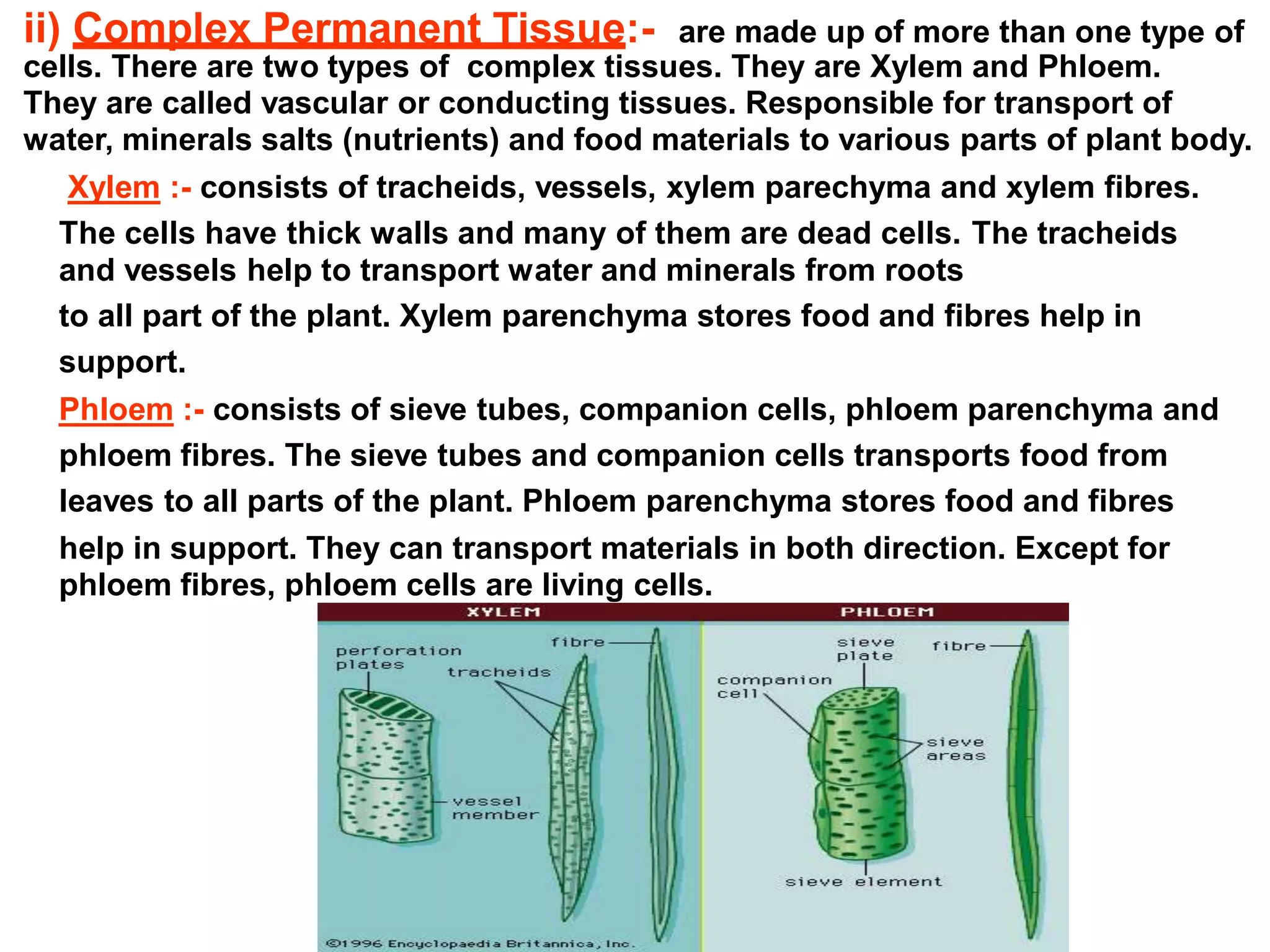 "Tissues" Chapter:-6 Class 9 | PPTX | Gardening | Home & Garden