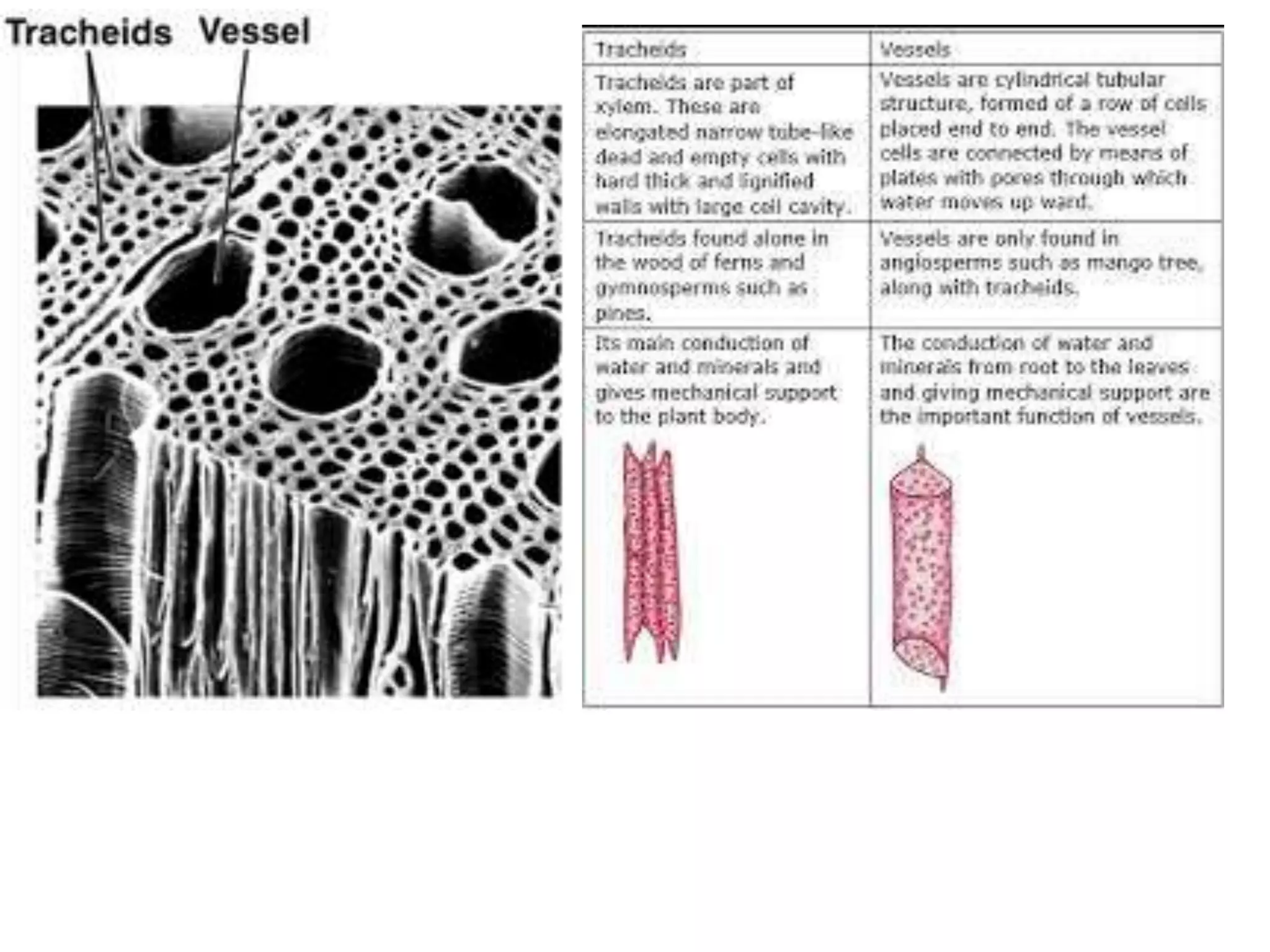 "Tissues" Chapter:-6 Class 9 | PPTX | Gardening | Home & Garden