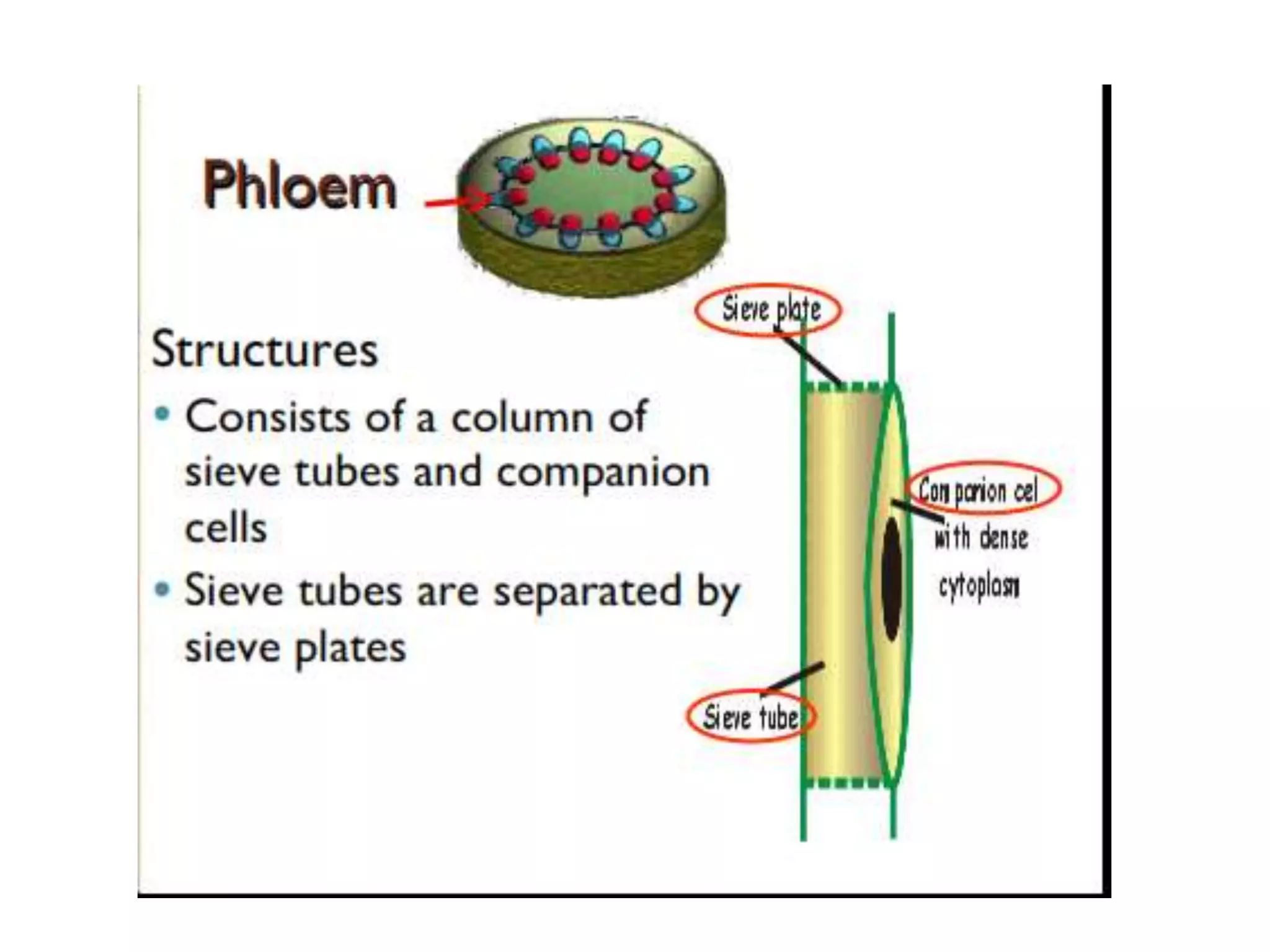 "Tissues" Chapter:-6 Class 9 | PPTX