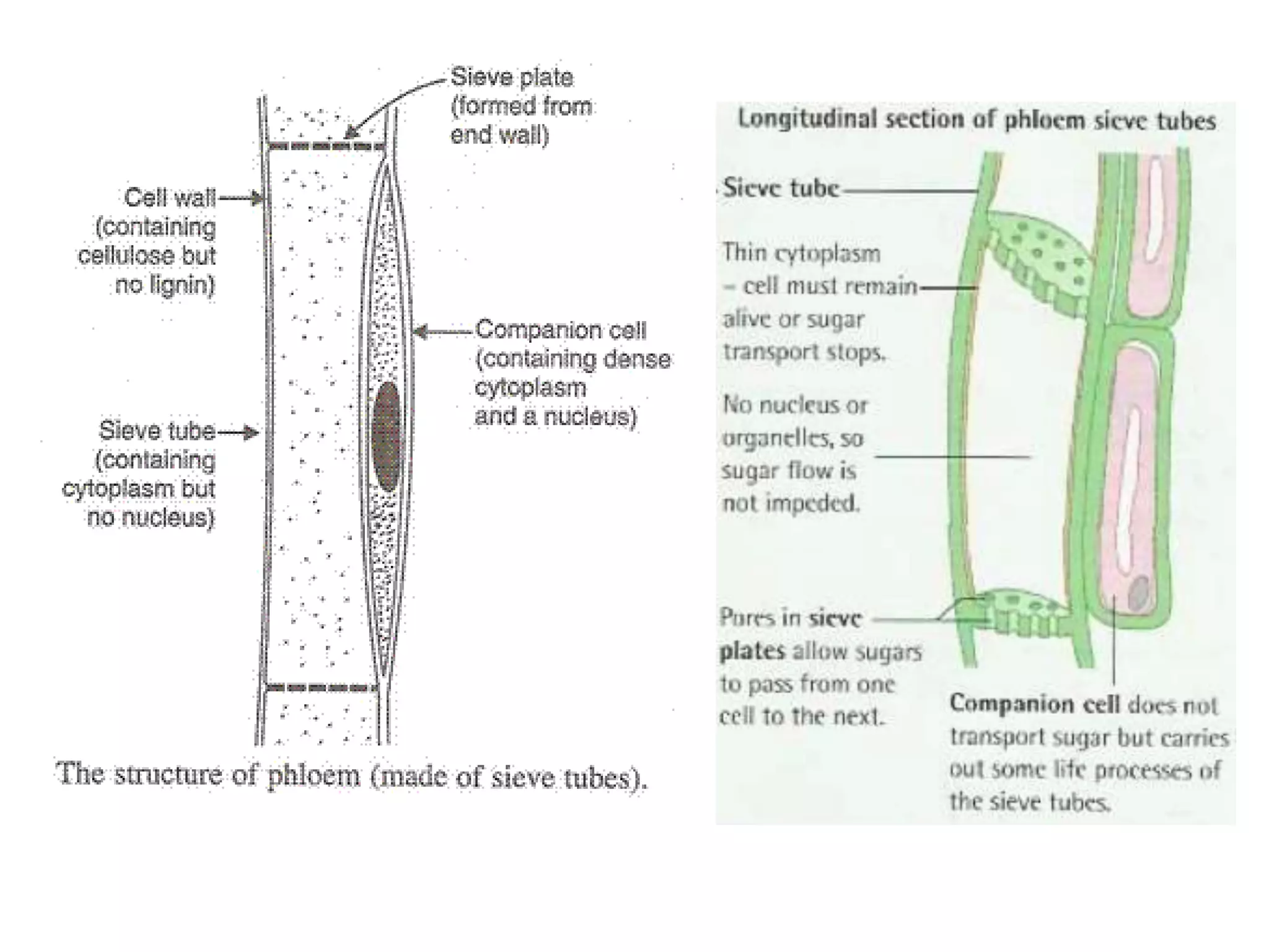"Tissues" Chapter:-6 Class 9 | PPTX | Gardening | Home & Garden