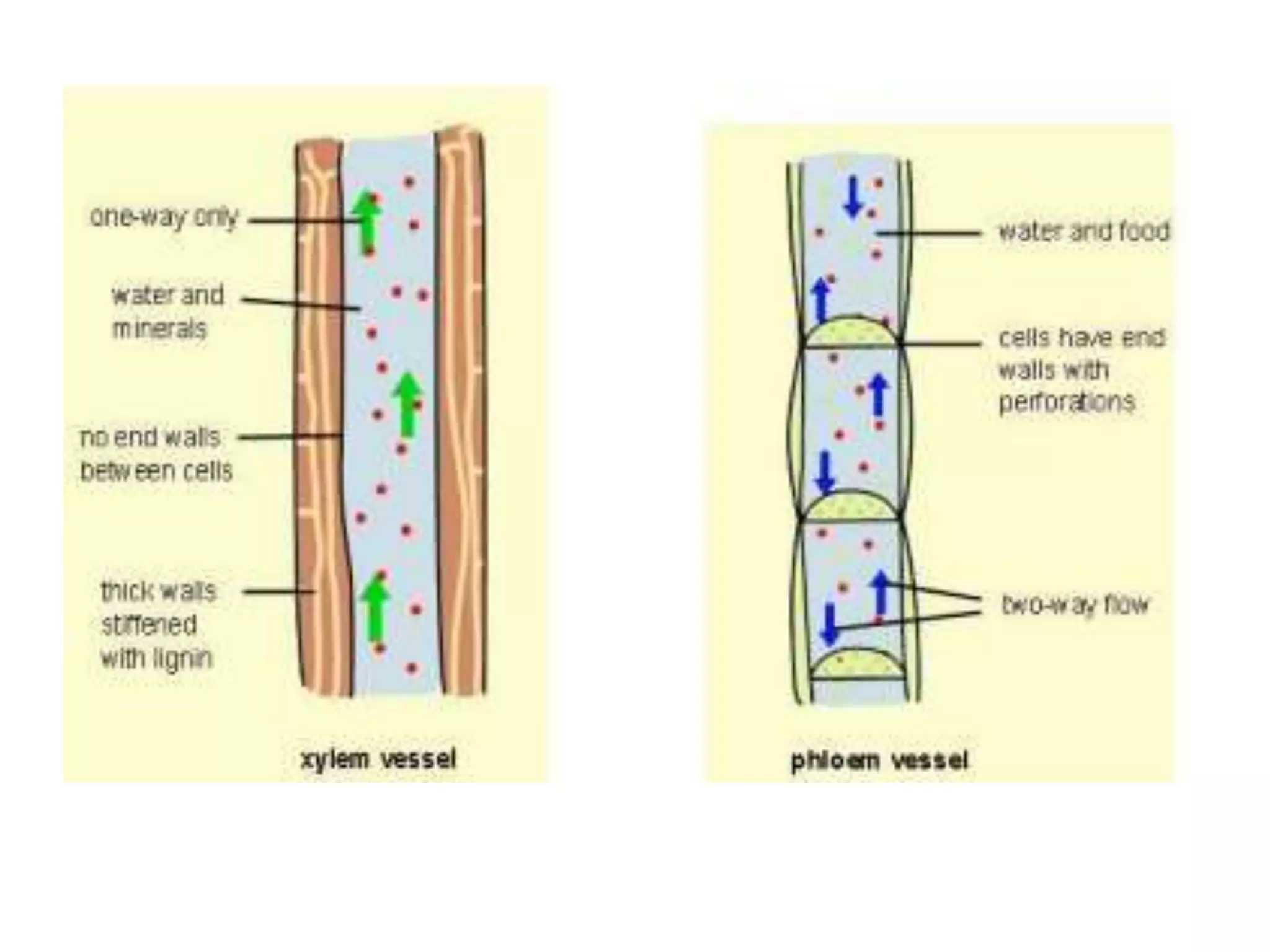 "Tissues" Chapter:-6 Class 9 | PPTX