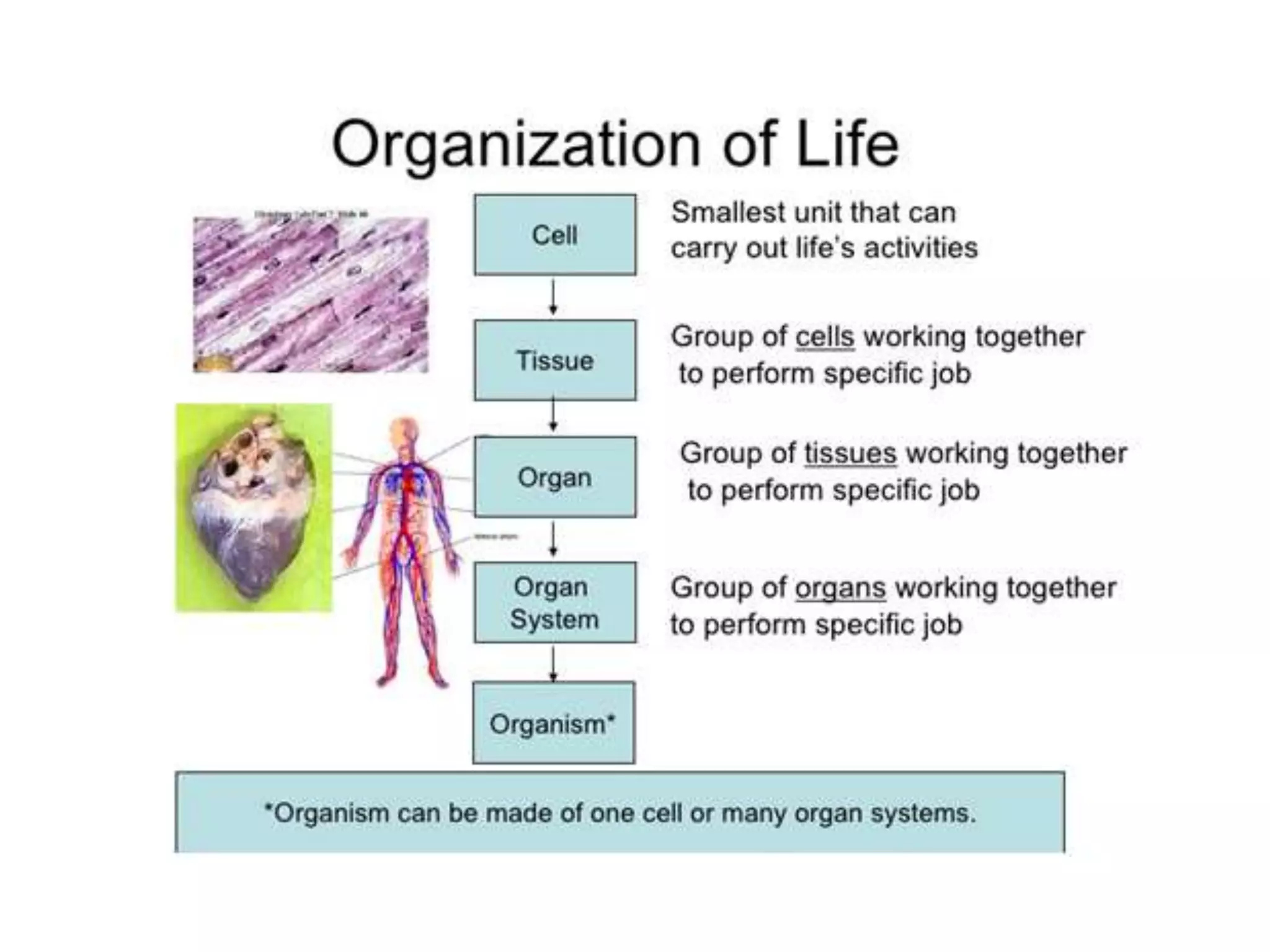 "Tissues" Chapter:-6 Class 9 | PPT
