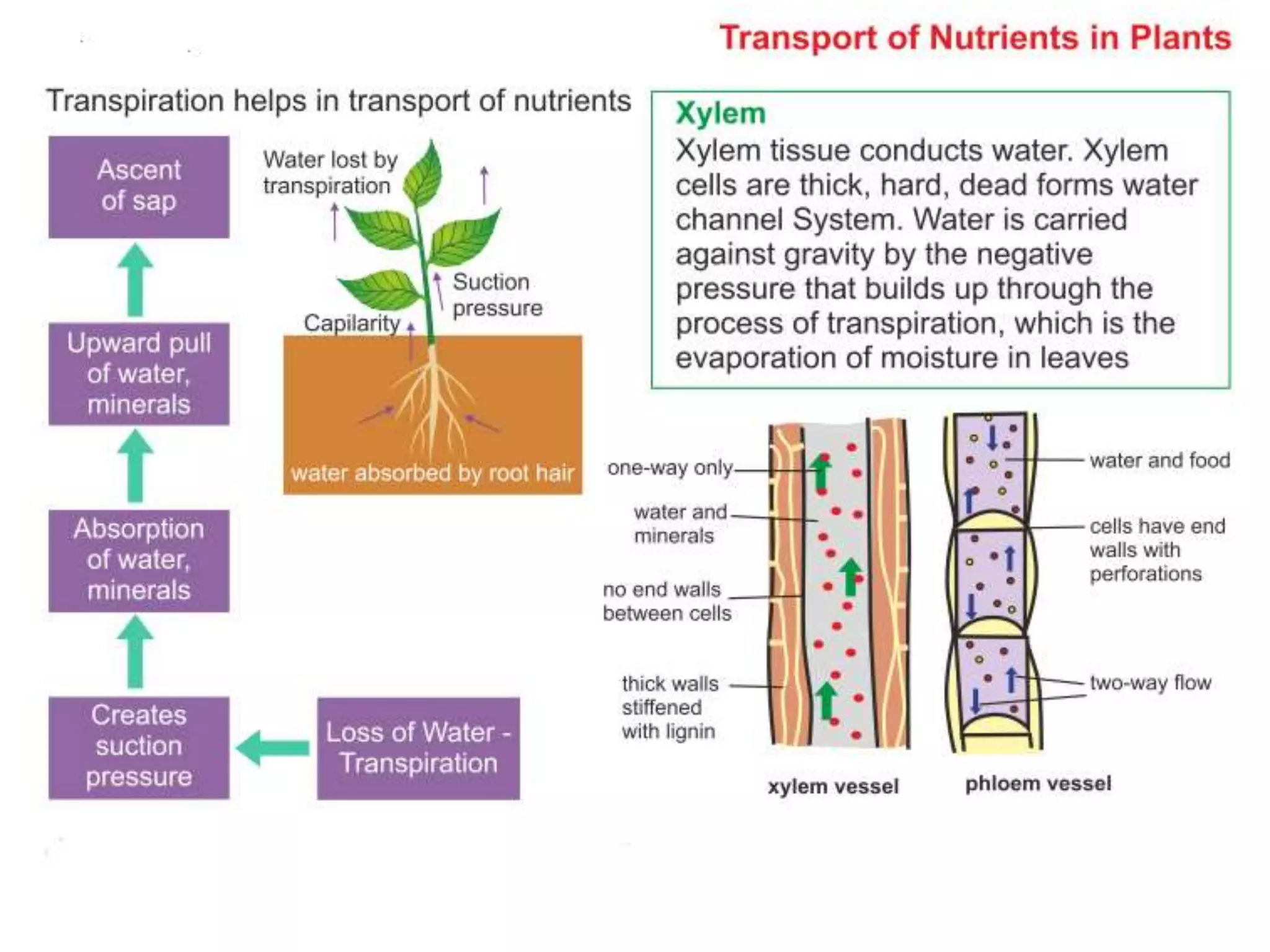 "Tissues" Chapter:-6 Class 9 | PPTX | Gardening | Home & Garden