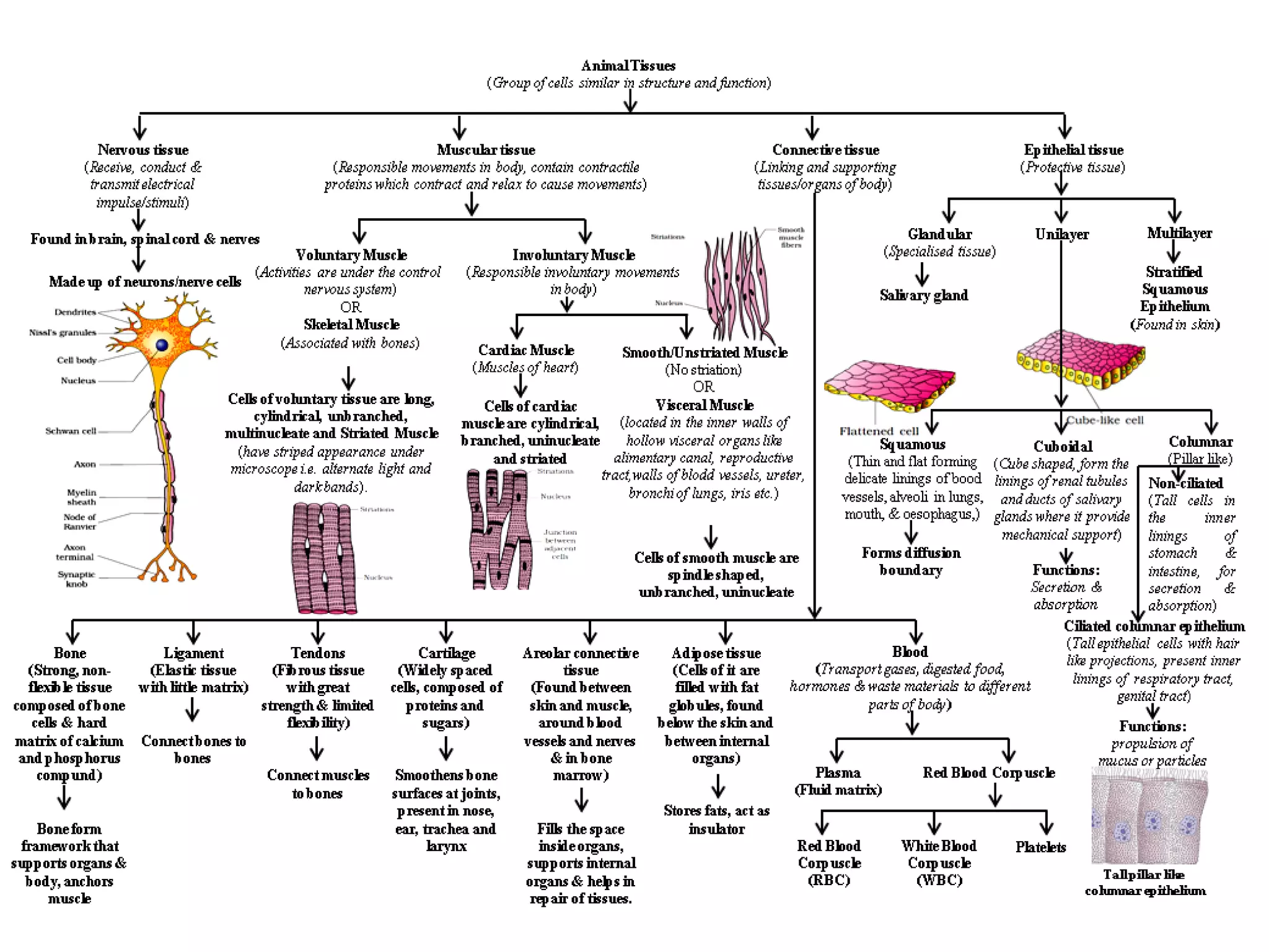 "Tissues" Chapter:-6 Class 9 | PPTX