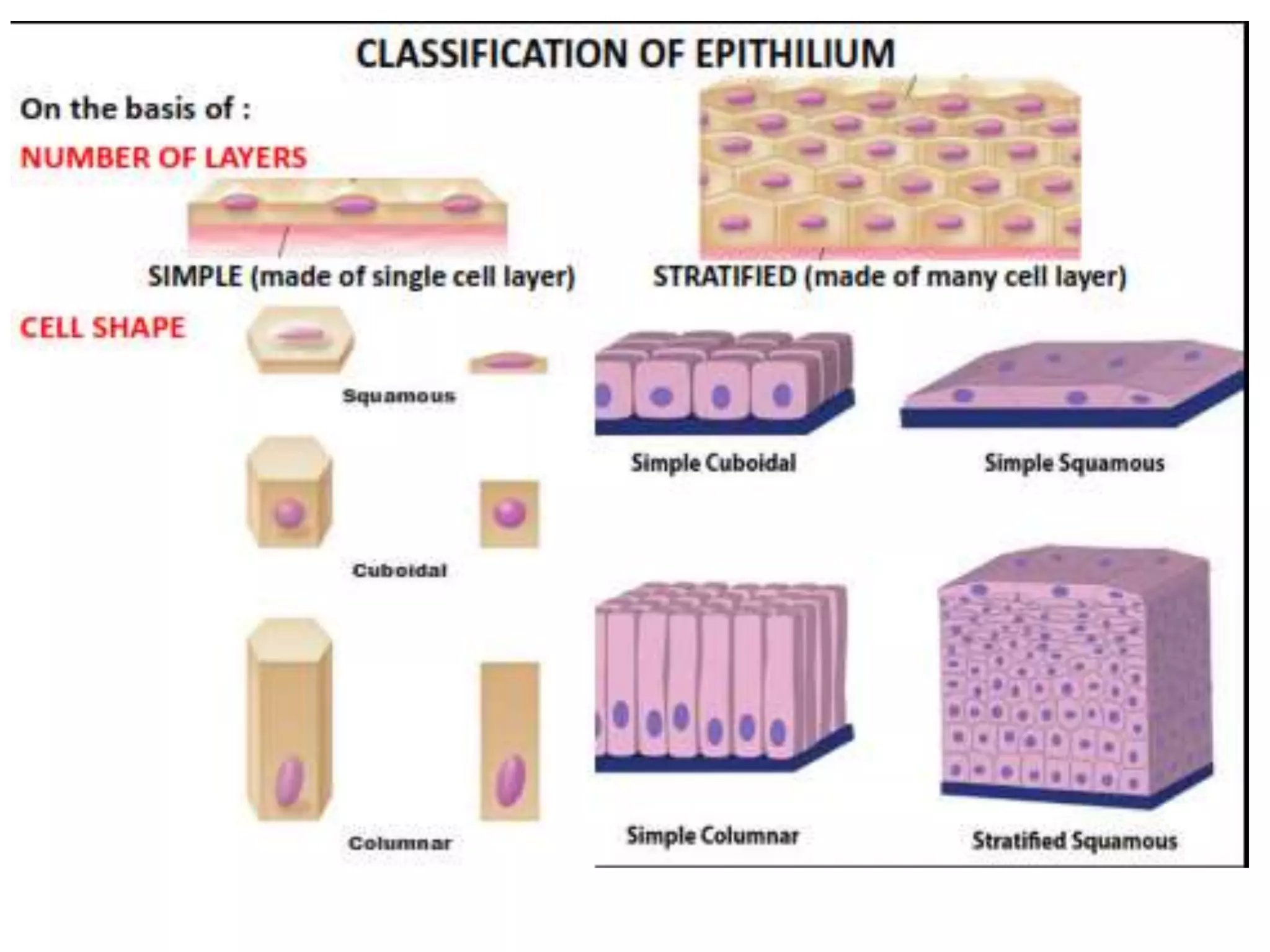 "Tissues" Chapter:-6 Class 9 | PPTX | Gardening | Home & Garden