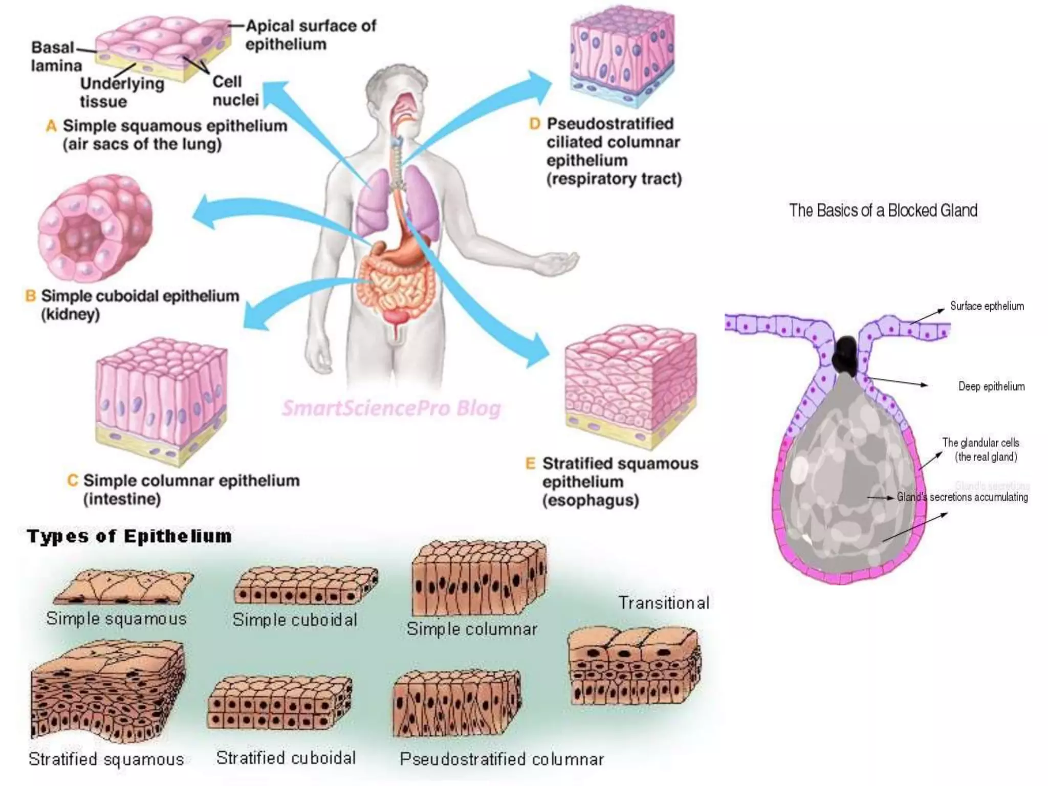 "Tissues" Chapter:-6 Class 9 | PPTX | Gardening | Home & Garden