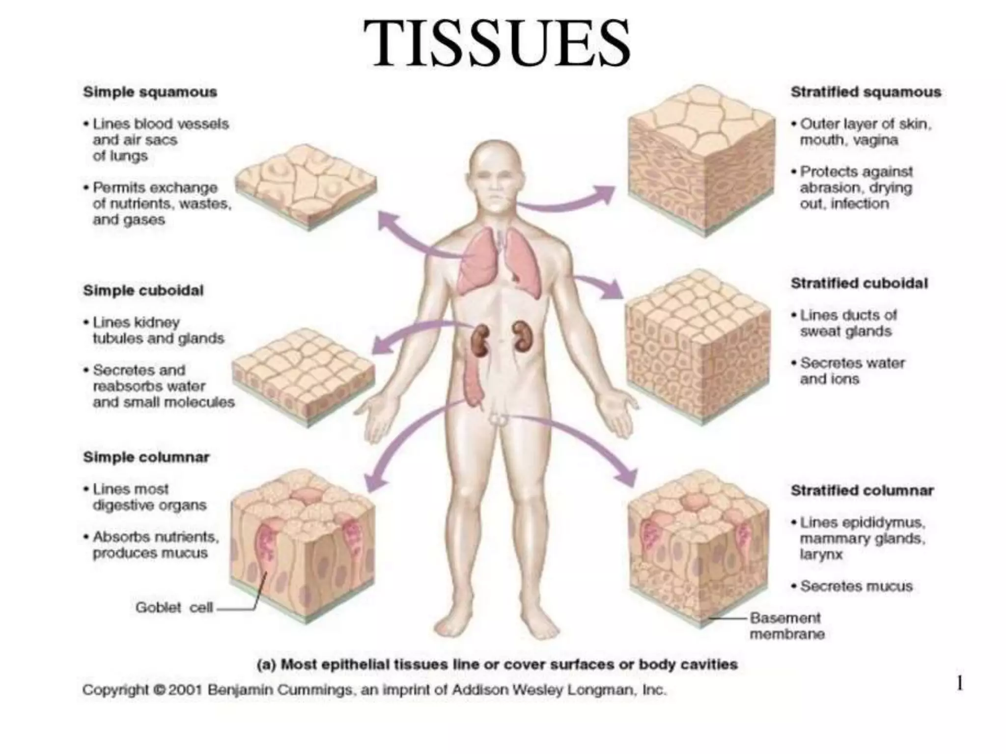 "Tissues" Chapter:-6 Class 9 | PPTX | Gardening | Home & Garden