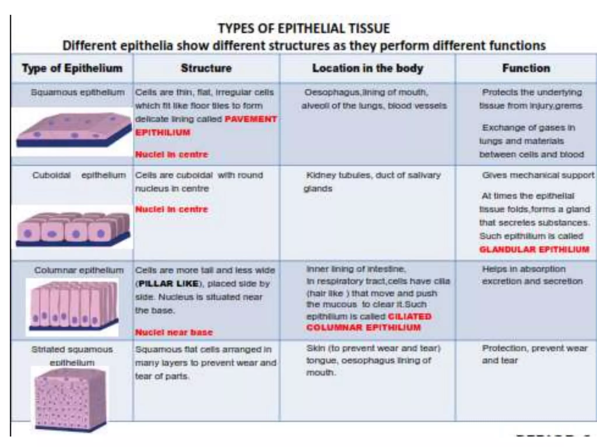 "Tissues" Chapter:-6 Class 9 | PPTX | Gardening | Home & Garden