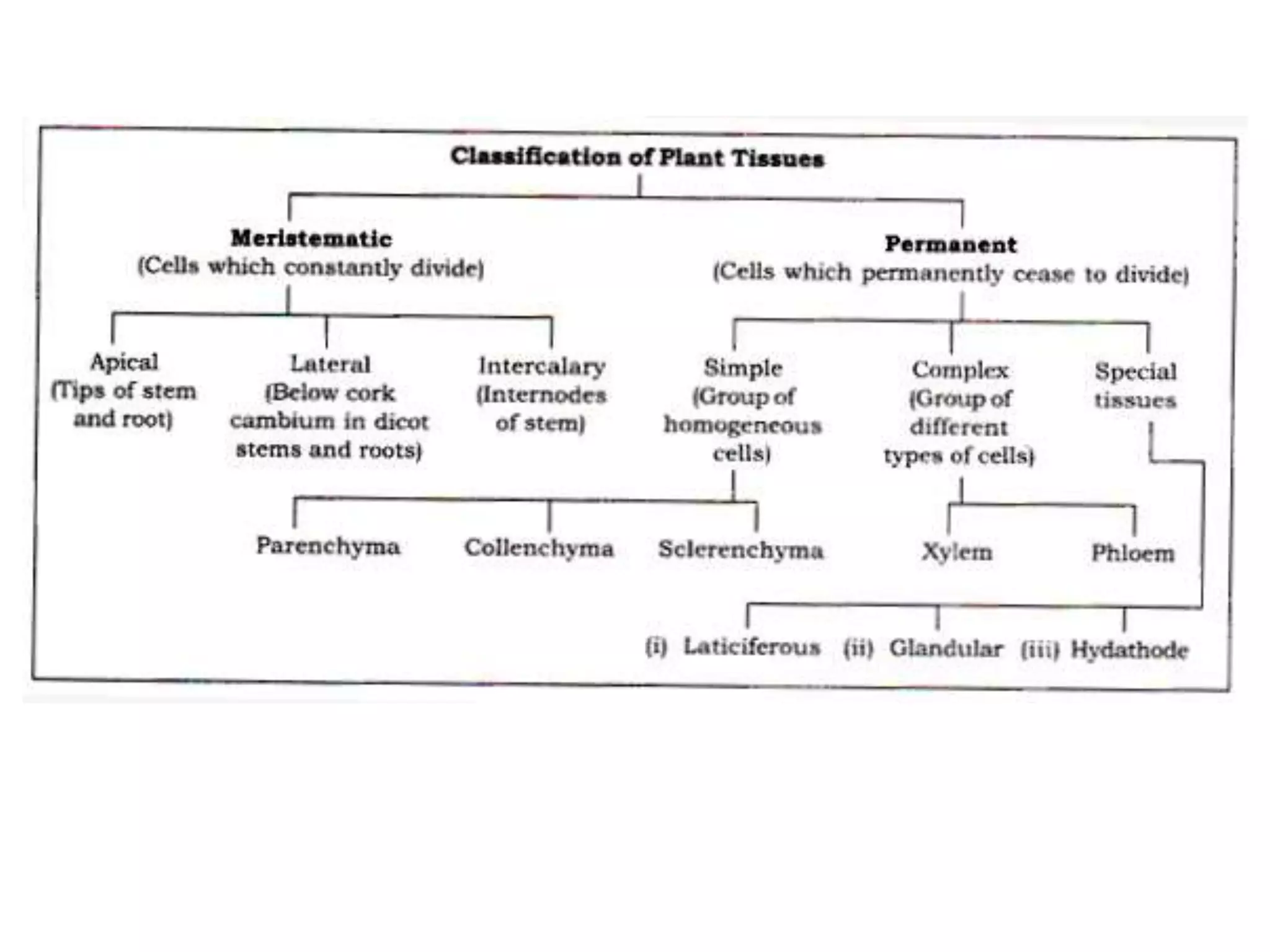 "Tissues" Chapter:-6 Class 9 | PPTX | Gardening | Home & Garden