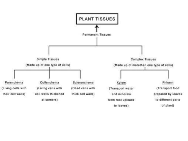 "Tissues" Chapter:-6 Class 9 | PPTX | Gardening | Home & Garden