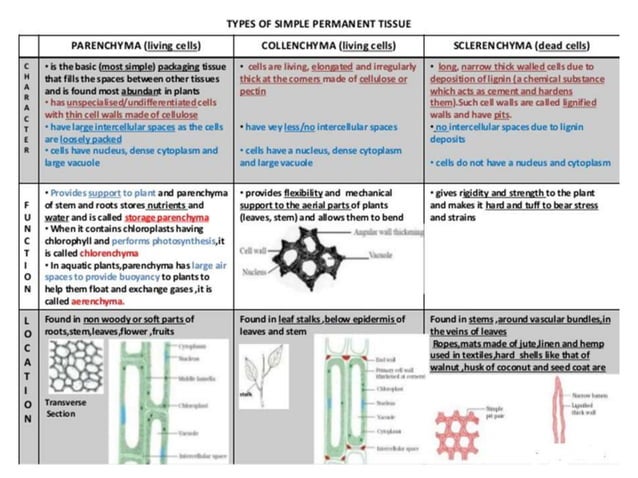 "Tissues" Chapter:-6 Class 9 | PPTX | Gardening | Home & Garden