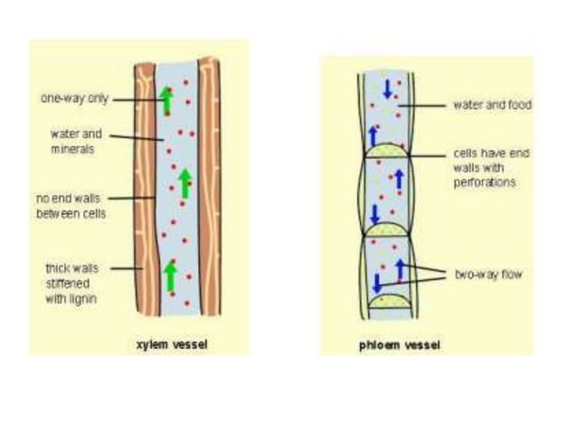 "Tissues" Chapter:-6 Class 9 | PPTX | Gardening | Home & Garden