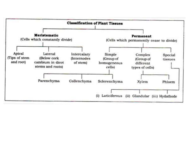 "Tissues" Chapter:-6 Class 9 | PPTX | Gardening | Home & Garden