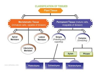 TISSUE- SIMPLE PERMANENT TISSUE | PPTX