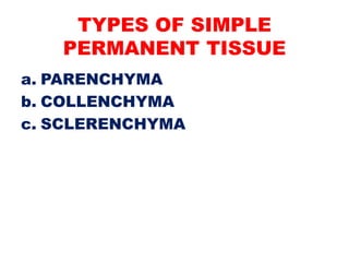 TISSUE- SIMPLE PERMANENT TISSUE | PPTX
