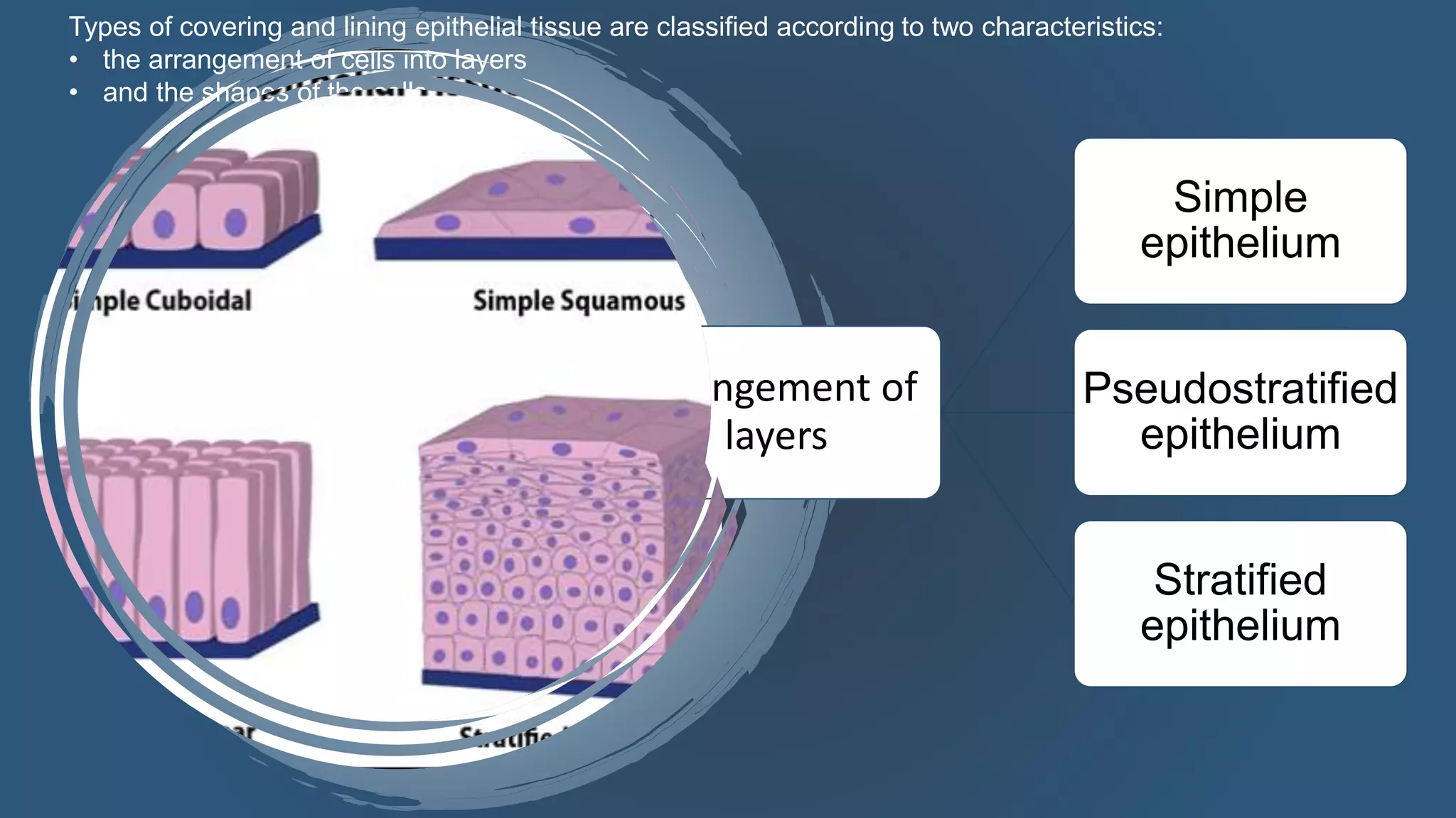 Tissue.pptx