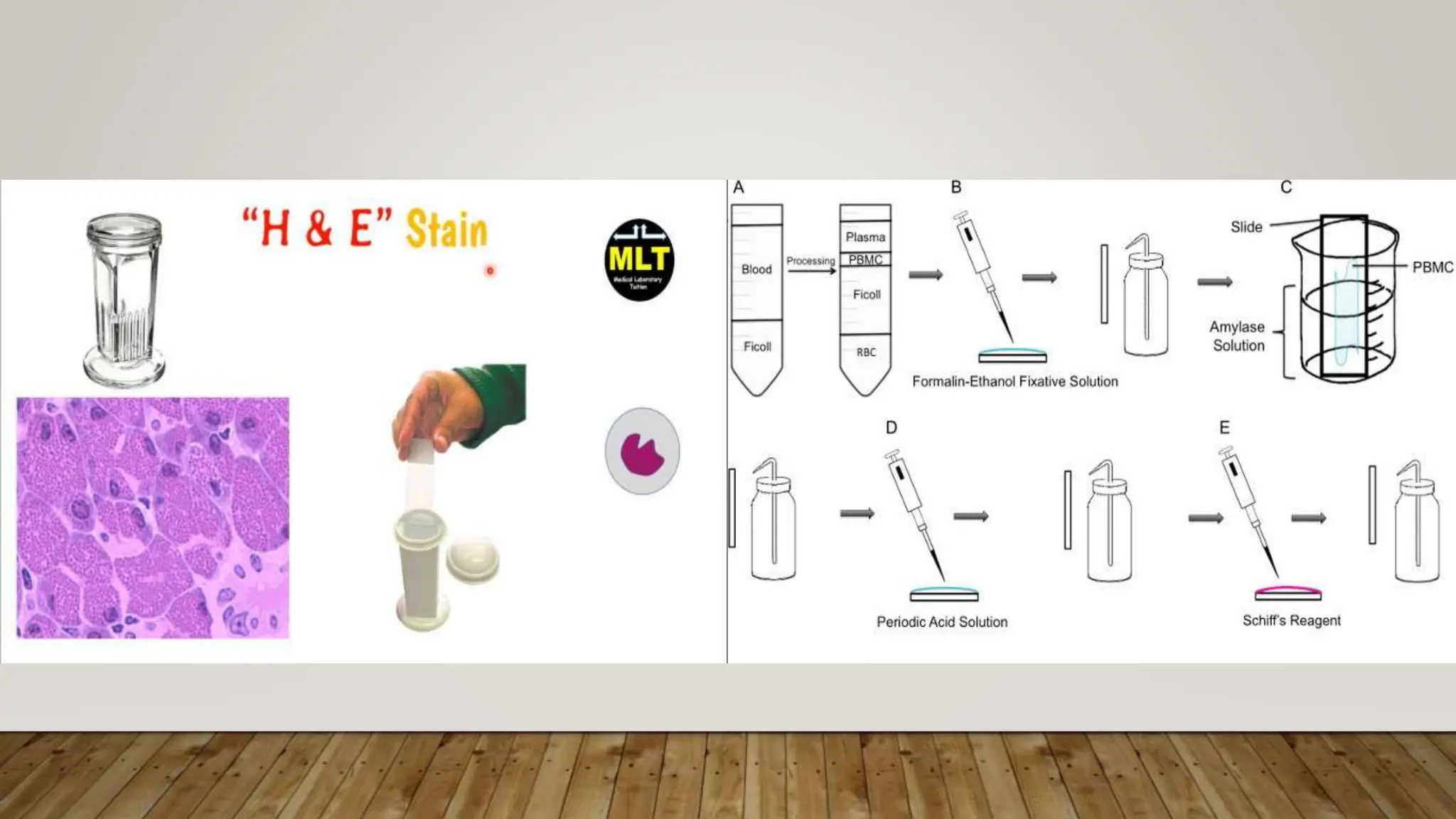 anatomy and physiology of tissue and the functional character | PPT