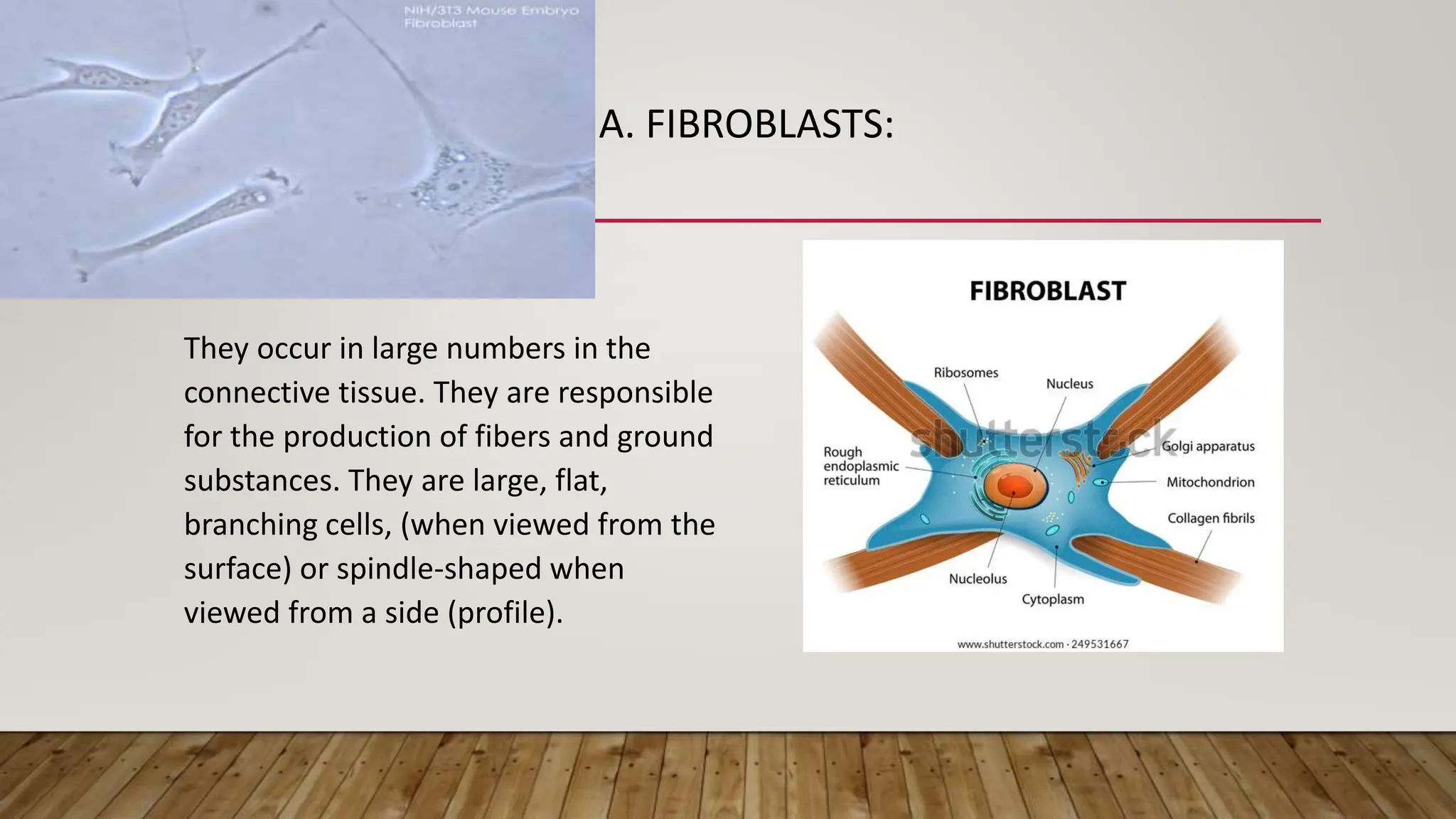anatomy and physiology of tissue and the functional character | PPT