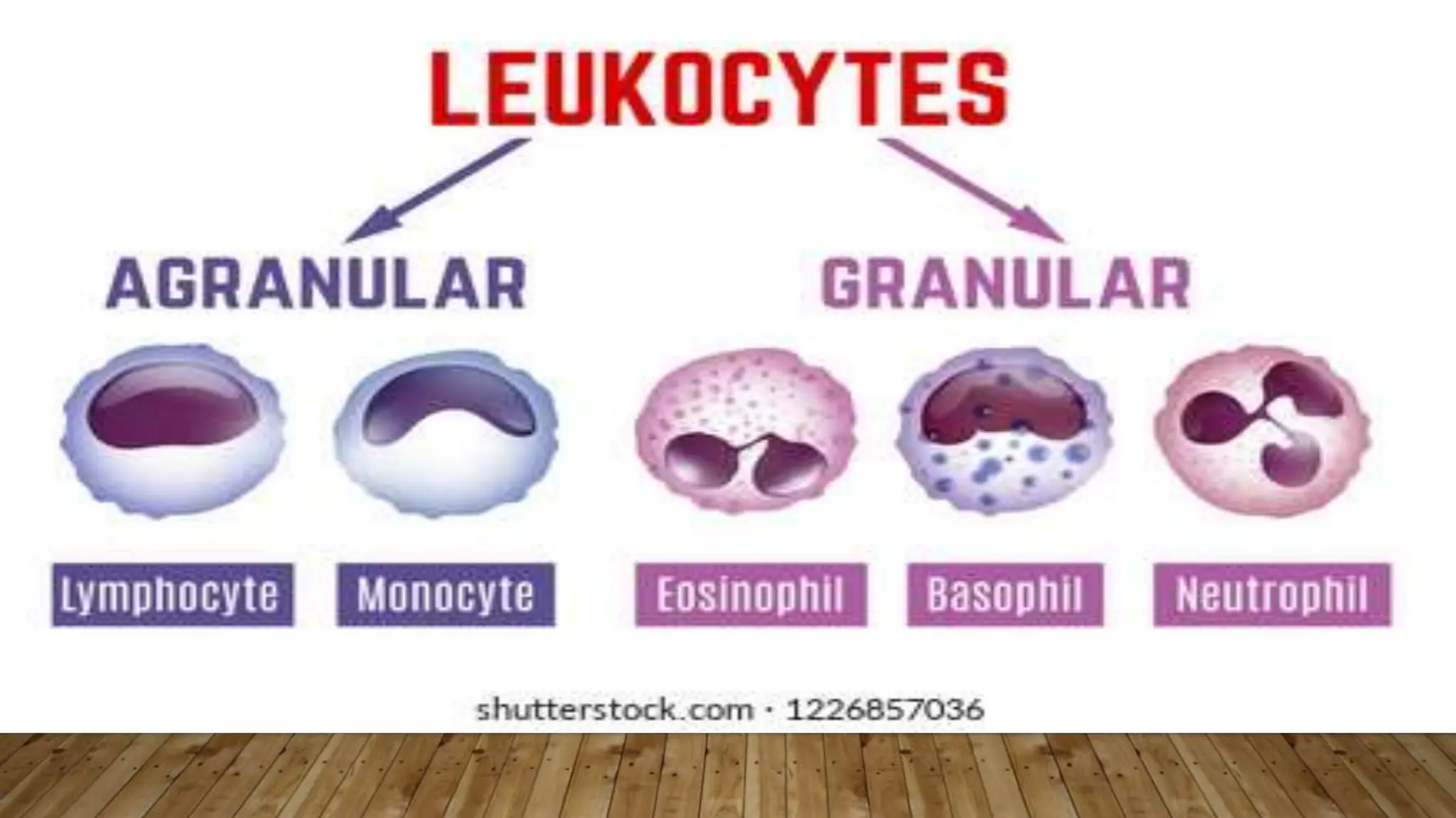 anatomy and physiology of tissue and the functional character | PPT