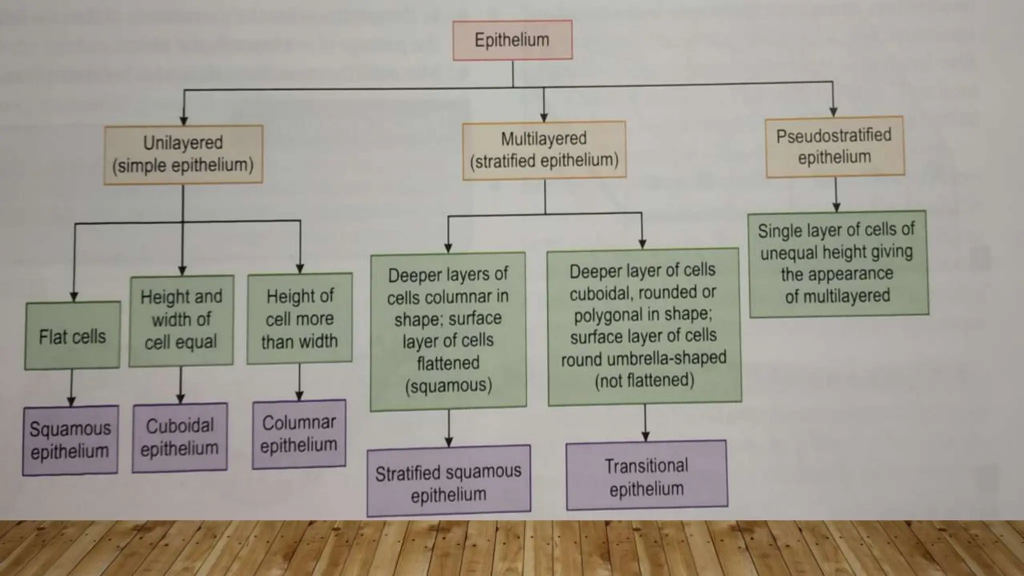 anatomy and physiology of tissue and the functional character | PPT