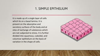 anatomy and physiology of tissue and the functional character | PPTX
