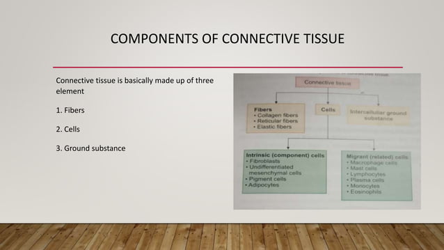 anatomy and physiology of tissue and the functional character | PPT