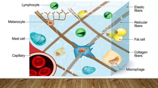anatomy and physiology of tissue and the functional character | PPT