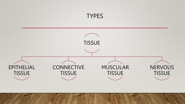 anatomy and physiology of tissue and the functional character | PPT