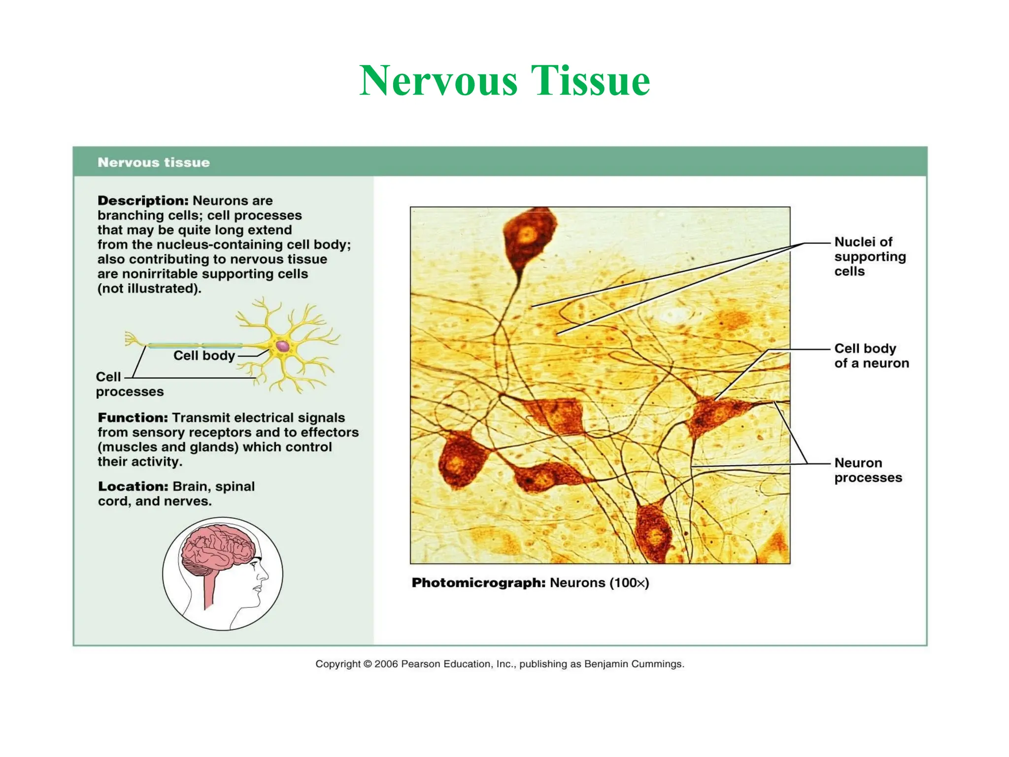 The Tissues: Building Blocks of the Human Body | PPTX