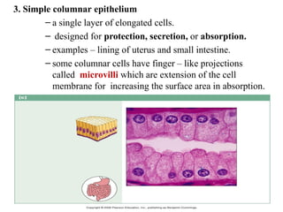 The Tissues: Building Blocks of the Human Body | PPTX