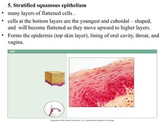 The Tissues: Building Blocks of the Human Body | PPTX