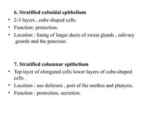 The Tissues: Building Blocks of the Human Body | PPTX