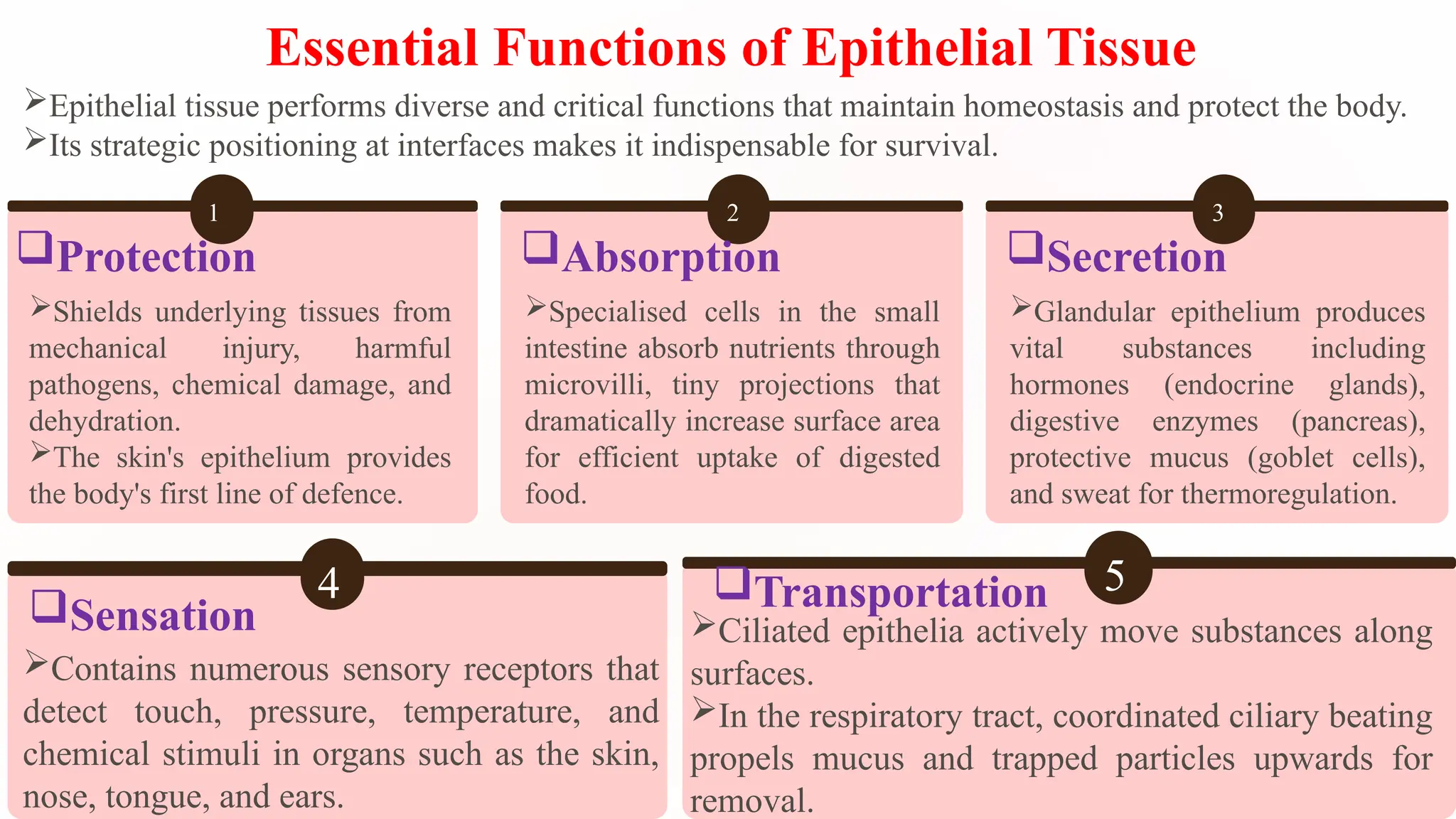Details of Epithelial and Connective Tissue.pptx