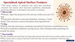 Details of Epithelial and Connective Tissue.pptx