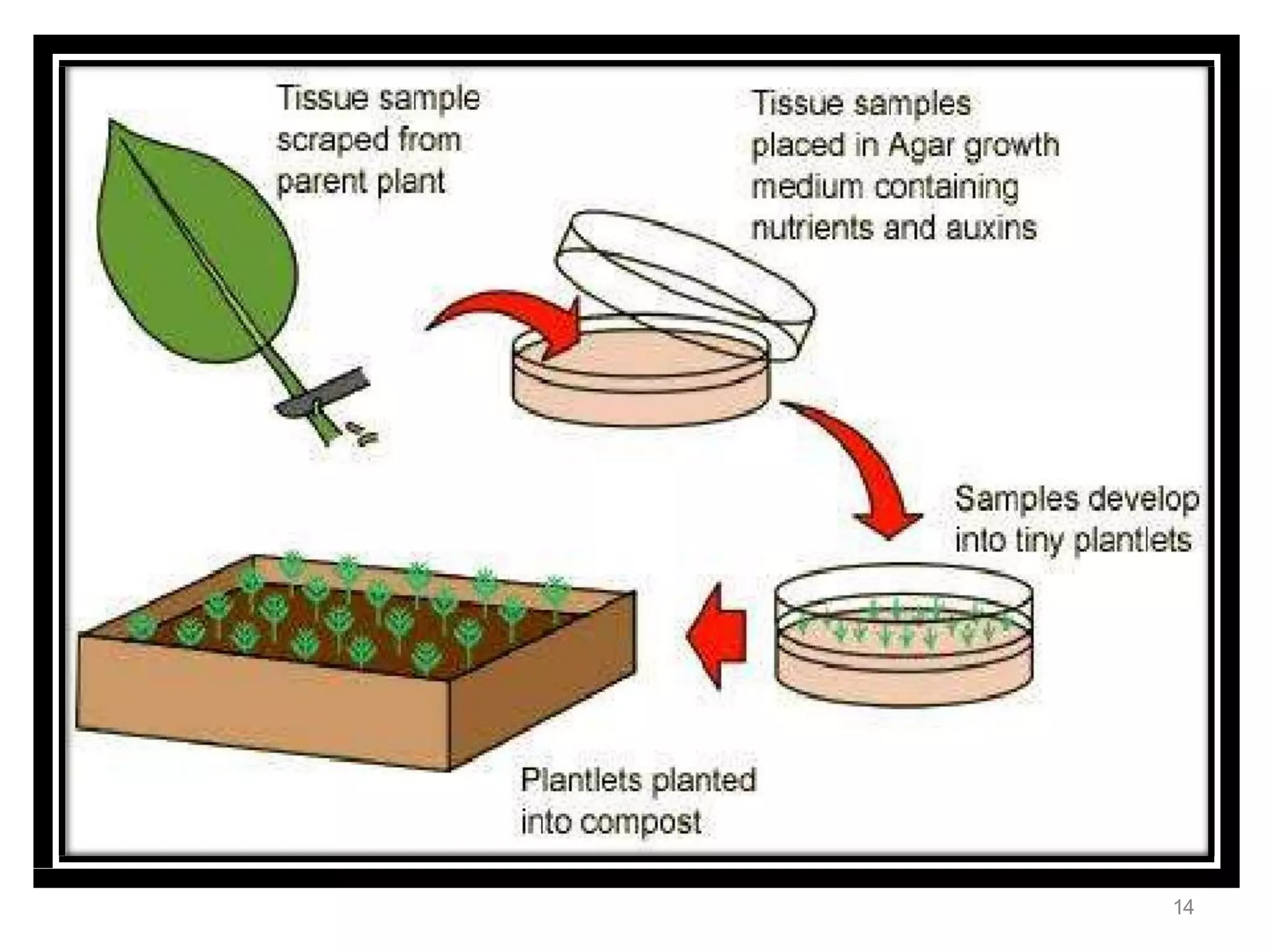 tissue-culture.pdf