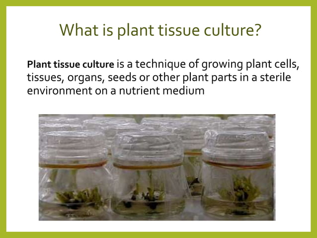 TISSUE-CULTURE.pptx